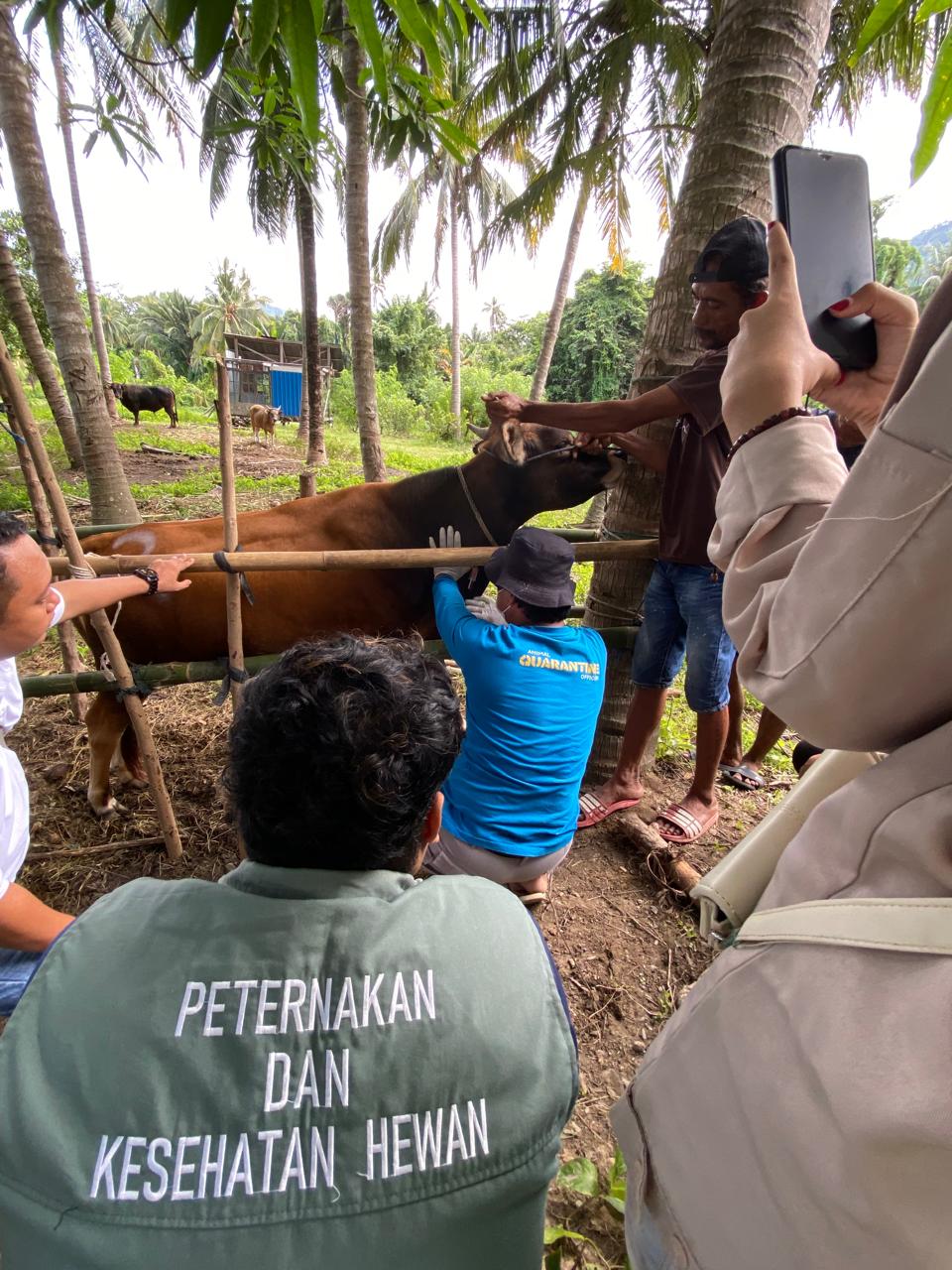 Deteksi Penyakit Sapi Jelang Idul Qurban, Mahasiswa Unsulbar Ikut Ambil ...